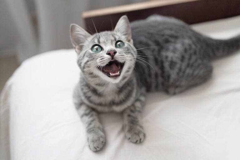 Do Cats Fart in Buffalo Grove, IL | Buffalo Grove Animal Hospital