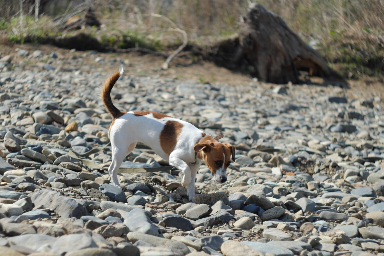 Why is My Dog Eating Rocks? Understanding the Causes and Risks ...