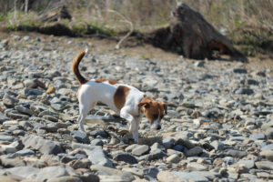 Why is My Dog Eating Rocks? Understanding the Causes and Risks ...