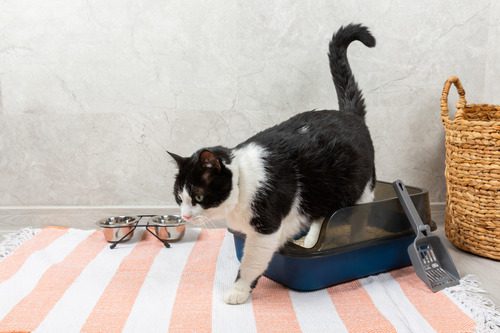 Cystitis in Cats: Everything You Need to Know | Buffalo Grove Animal ...